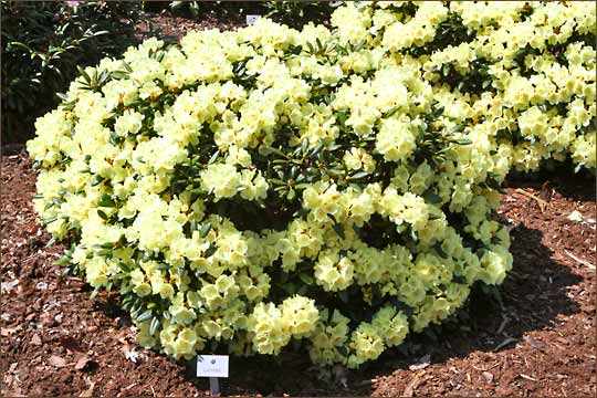 PHOTO IMAGE RHODODENDRON LUCINDA