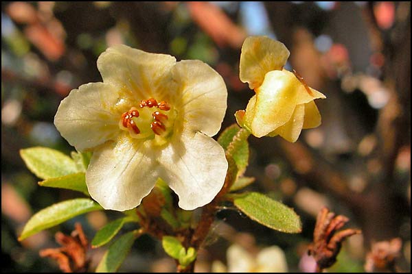 Rhododendron lepidotum var. lepidotum