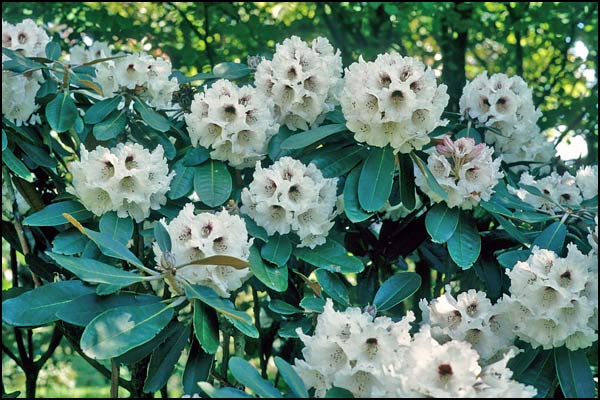 Rhododendron rex ssp. rex