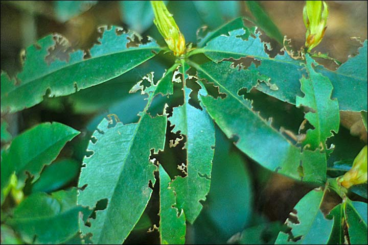¤ OTIORHYNQUES ET RHODODENDRON