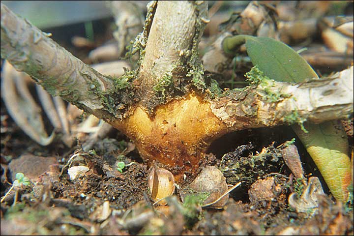 ¤ OTIORHYNQUES ET RHODODENDRON