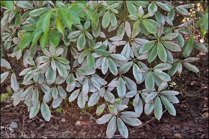 ¤ STEPHANITIS RHODODENDRI