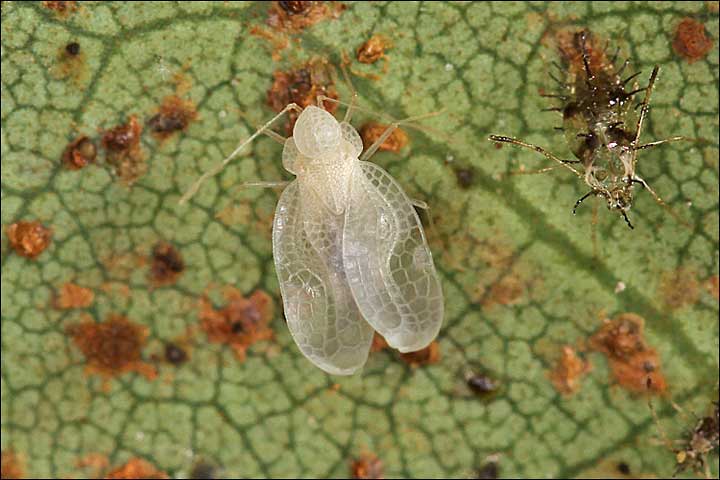 ¤ STEPHANITIS RHODODENDRI