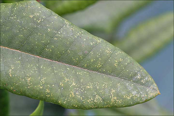 ¤ STEPHANITIS RHODODENDRI