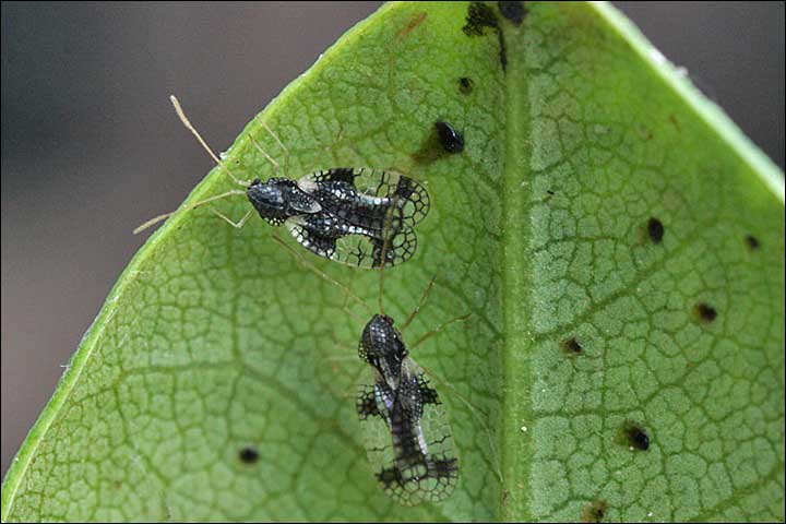 ¤ STEPHANITIS RHODODENDRI